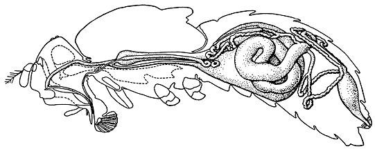 FlyBase Image Report