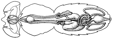 FlyBase Image Report