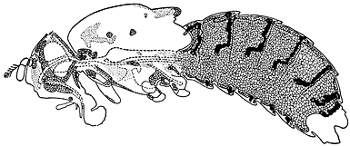 FlyBase Image Report