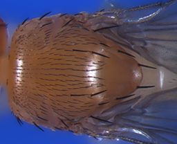 FlyBase Allele Report: Dmel\Sb[1]