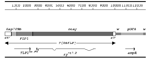 FlyBase Recombinant Construct Report: P{hsFLP}