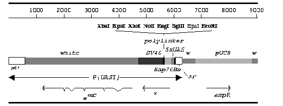 FlyBase Recombinant Construct Report: P{UAST}