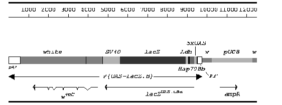 FlyBase Recombinant Construct Report: P{UAS-lacZ.B}